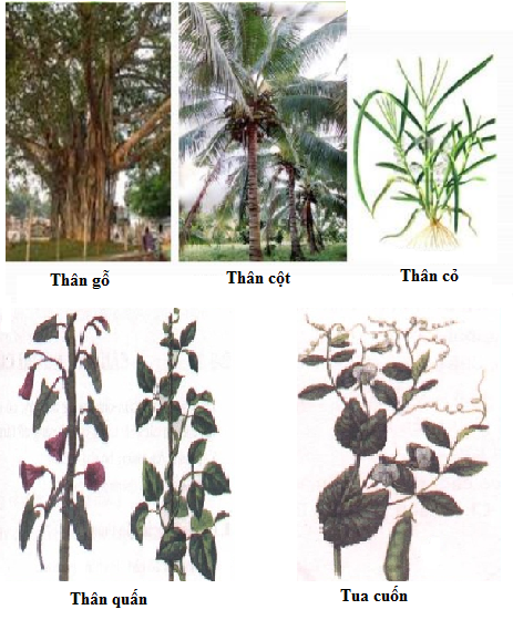 Lý thuyết hạt kín - đặc điểm của thực vật hạt kín sinh 6