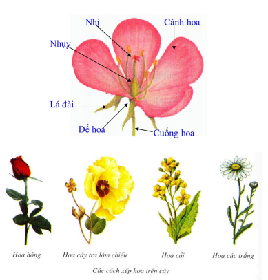 Lý thuyết hạt kín - đặc điểm của thực vật hạt kín sinh 6