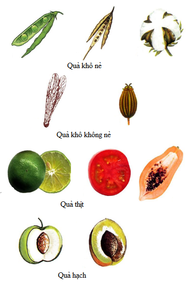 Lý thuyết hạt kín - đặc điểm của thực vật hạt kín sinh 6