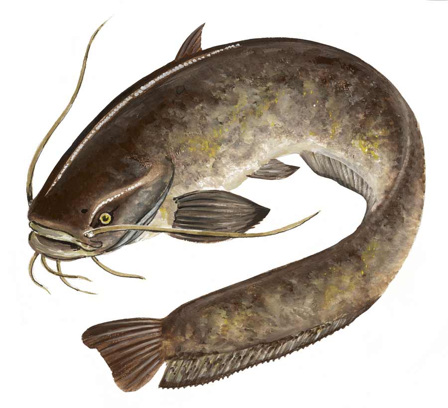 Con hãy điền chê hoặc trê vào chỗ trống thích hợp