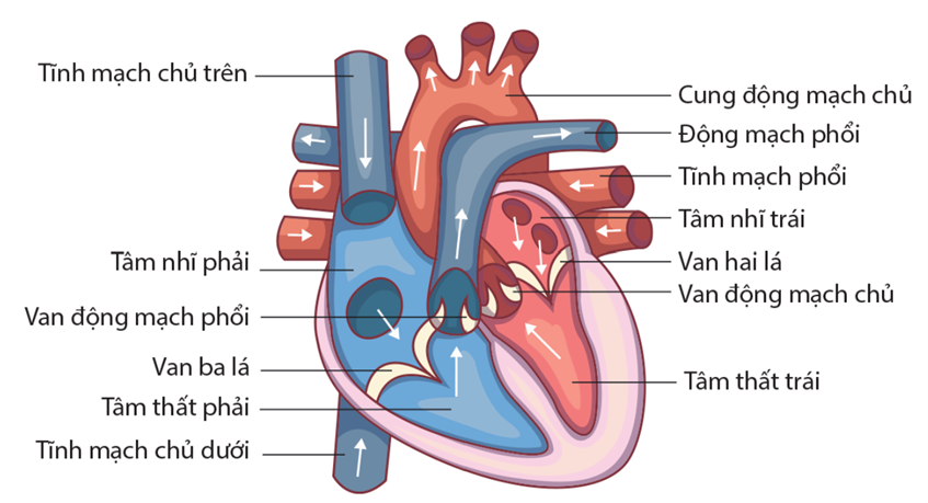Lý thuyết cấu tạo và hoạt động của tim sinh 11