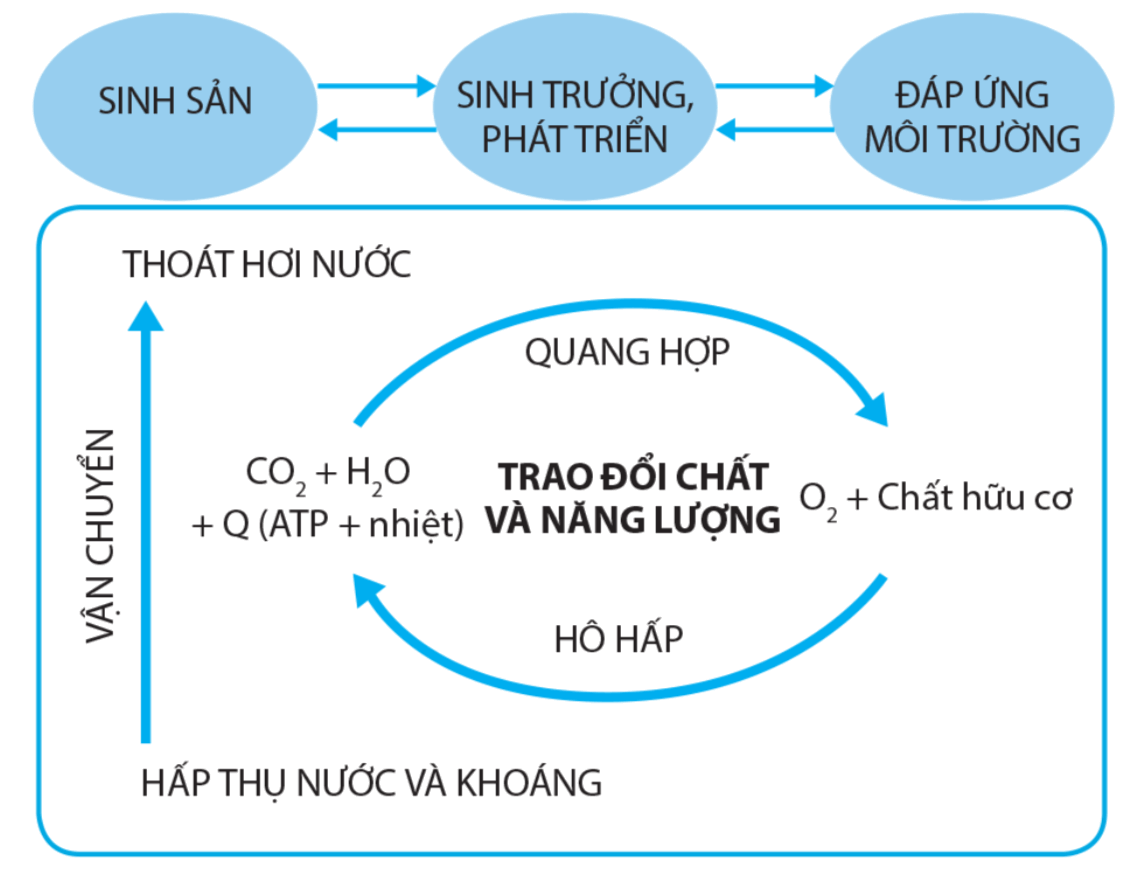 Lý thuyết mối quan hệ giữa các quá trình sinh lí trong cơ thể thực vật ...